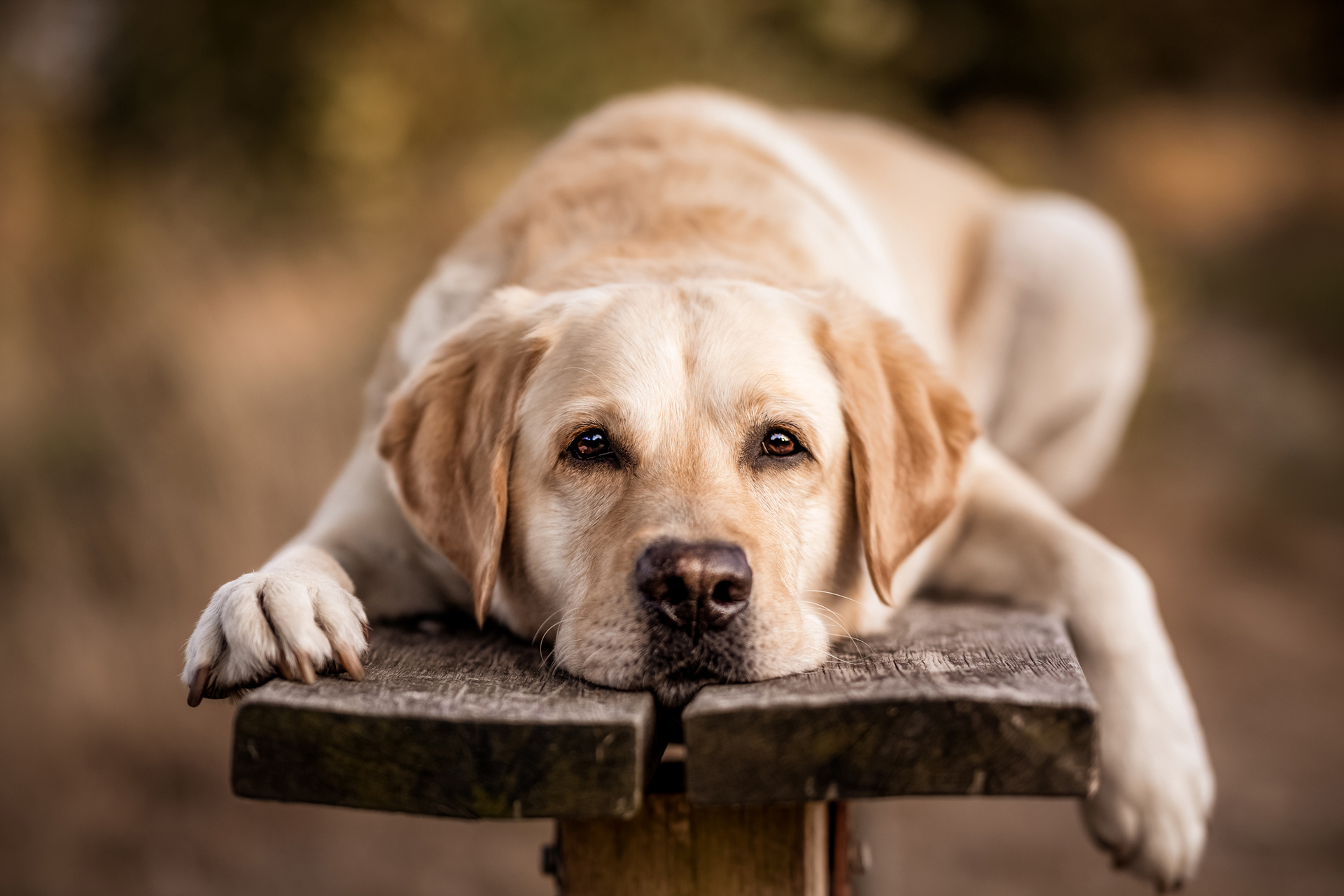 Ramona Rathjen Fotodesign | Fotografin aus Beckdorf kontaktieren und